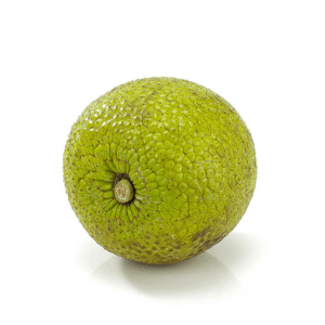 Fuzzy Squash - Vega Produce: Eat Exotic, Be Healthy - Shop Now