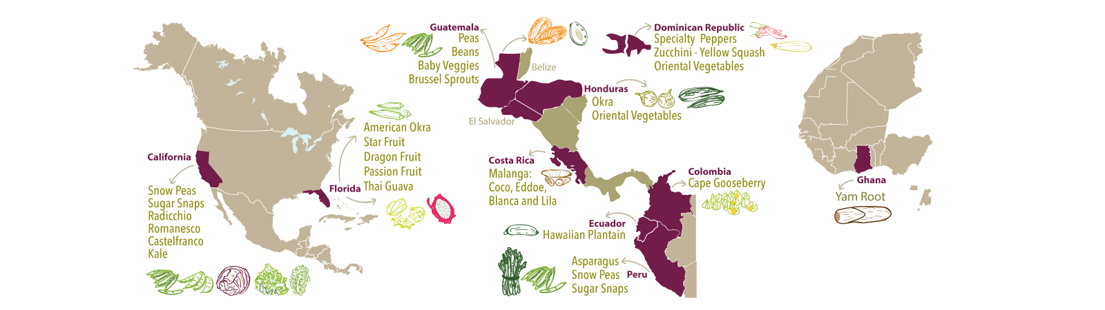 About Us - Vega Produce: Eat Exotic, Be Healthy